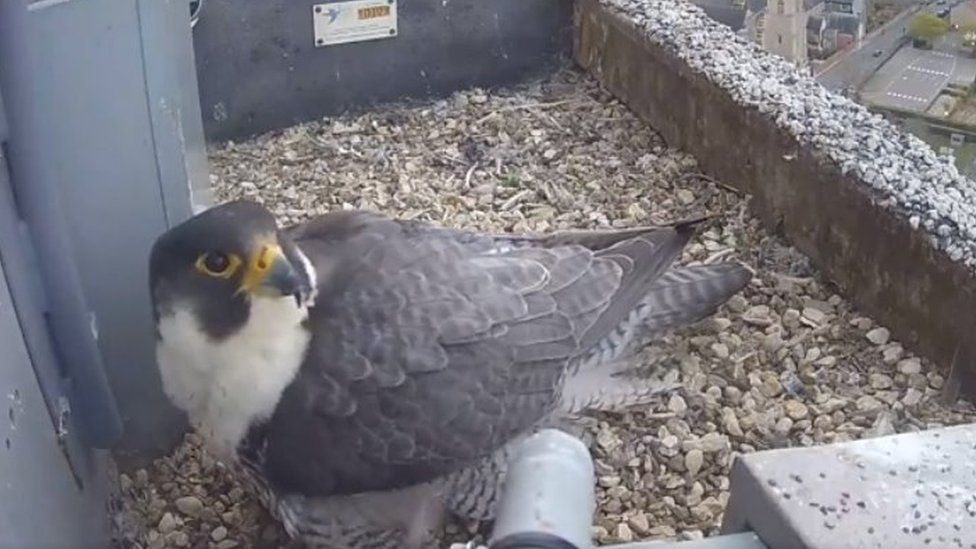 Norwich Cathedral peregrine falcon dies after colliding with car - BBC News
