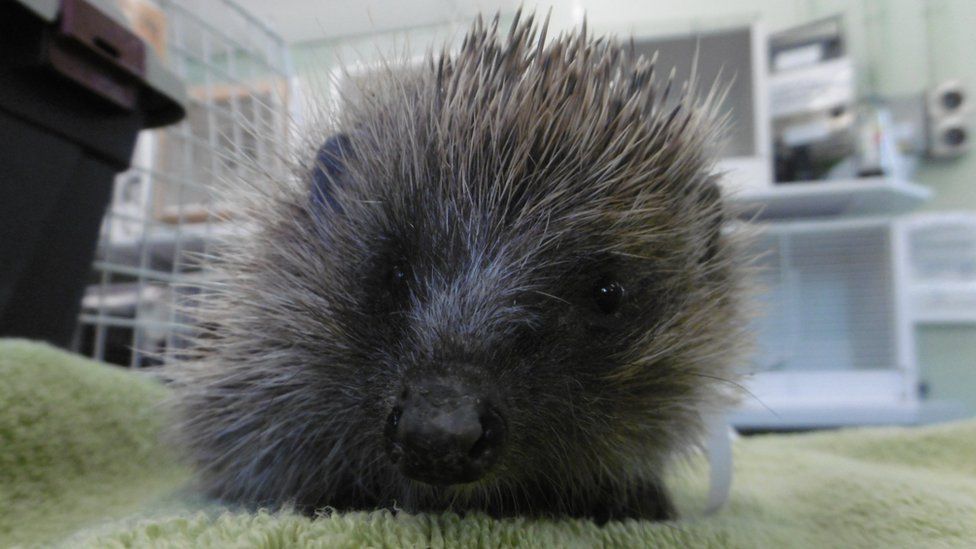 'Popped' balloon syndrome hedgehog released back into wild - BBC News