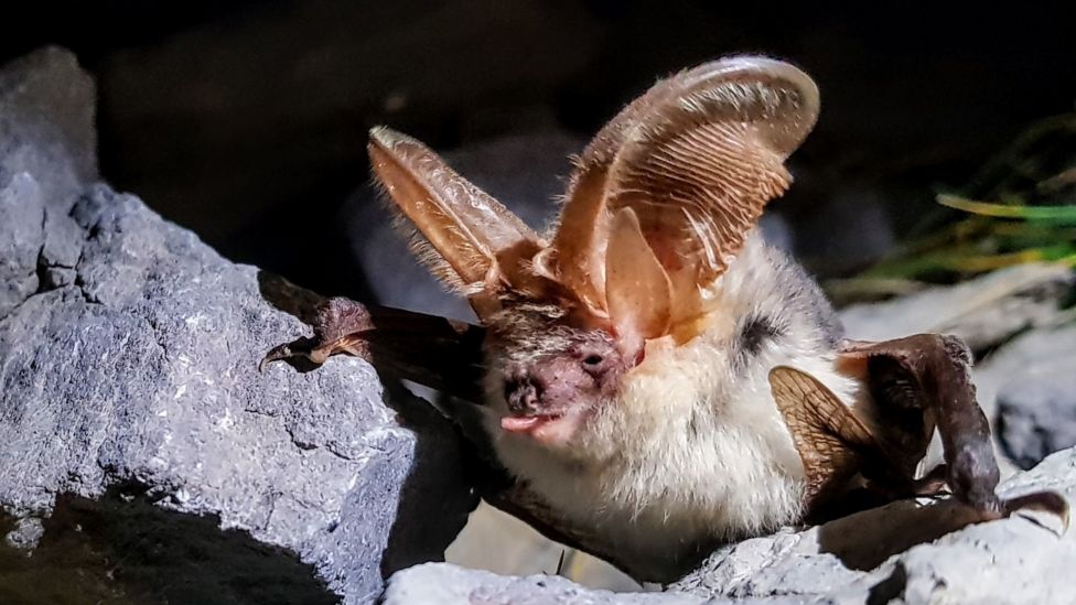 Wildlife: How bats make a midnight feast of insects - BBC Newsround