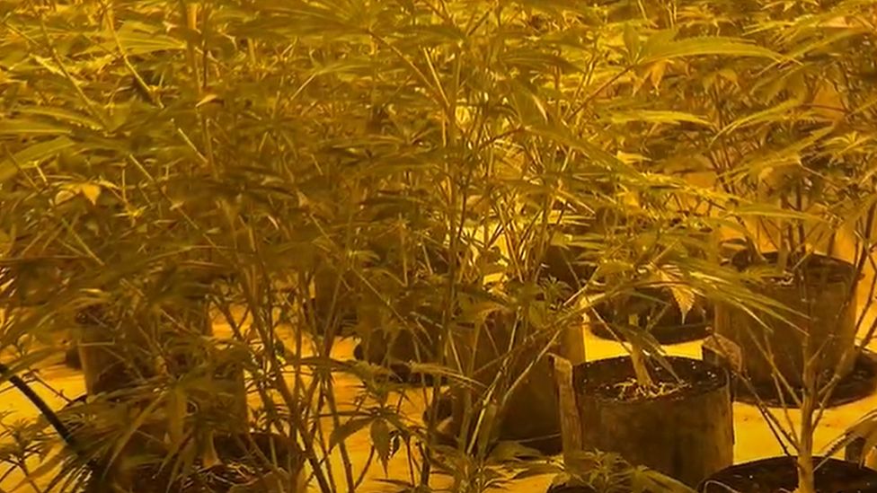 Hampshire: Cannabis factory found in Basingstoke house - BBC News