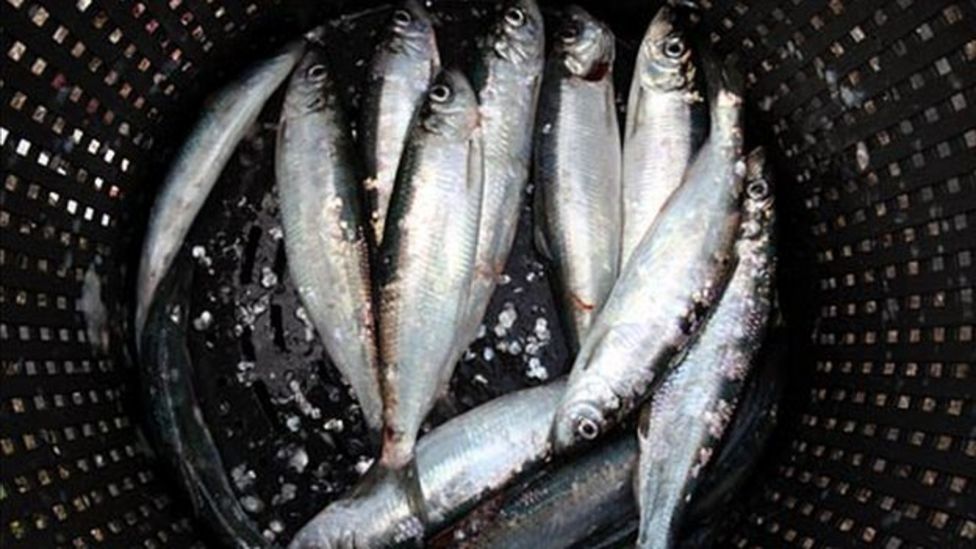 New herring spawning grounds spotted from space - BBC News