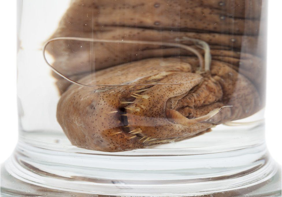 Animals with 'night vision goggles' - BBC News