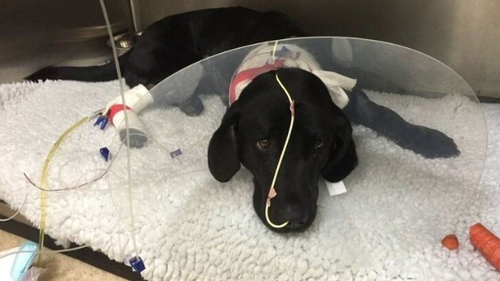 Alabama rot dog disease cases 'mostly occur in winter' - BBC News