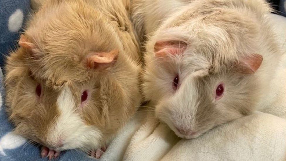 Appeal after 37 abandoned guinea pigs found at Coventry allotment - BBC ...