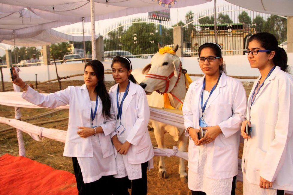 India's unique bovine beauty pageant - BBC News