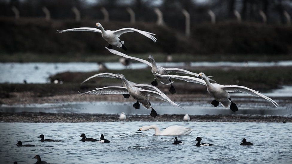 London conservationist to fly across 11 countries with migrating swans ...