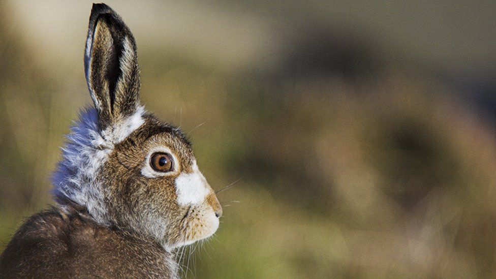 Hare-culling footage 'not acceptable' - BBC News