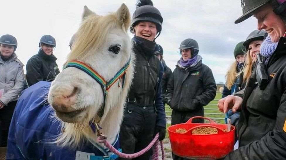 Redwings Horse Sanctuary's oldest pony dies aged 46 - BBC News