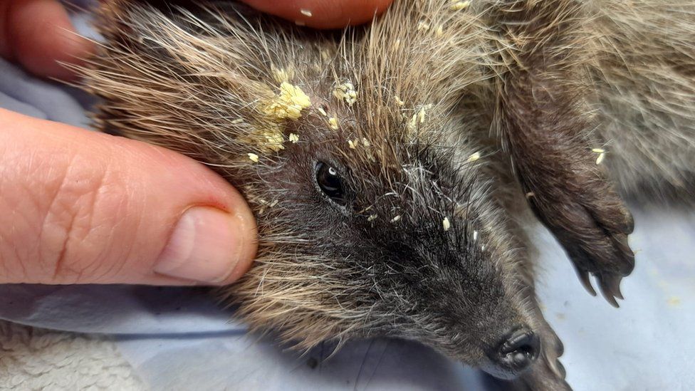 Damp weather and slugs causes hedgehog charity to struggle - BBC News