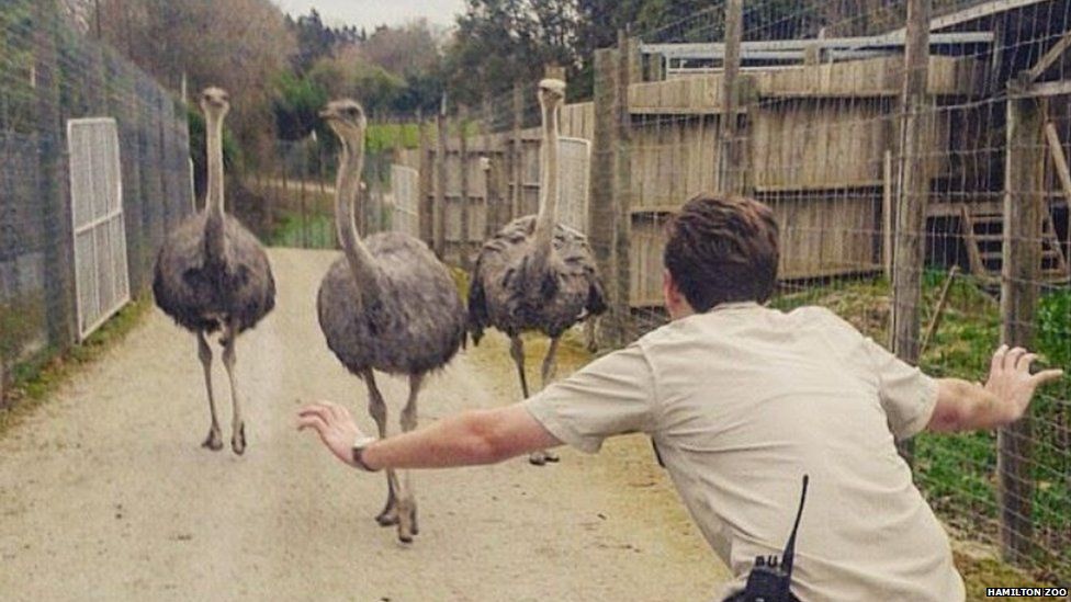 Zookeepers around the world copy Jurassic World scene - BBC Newsround