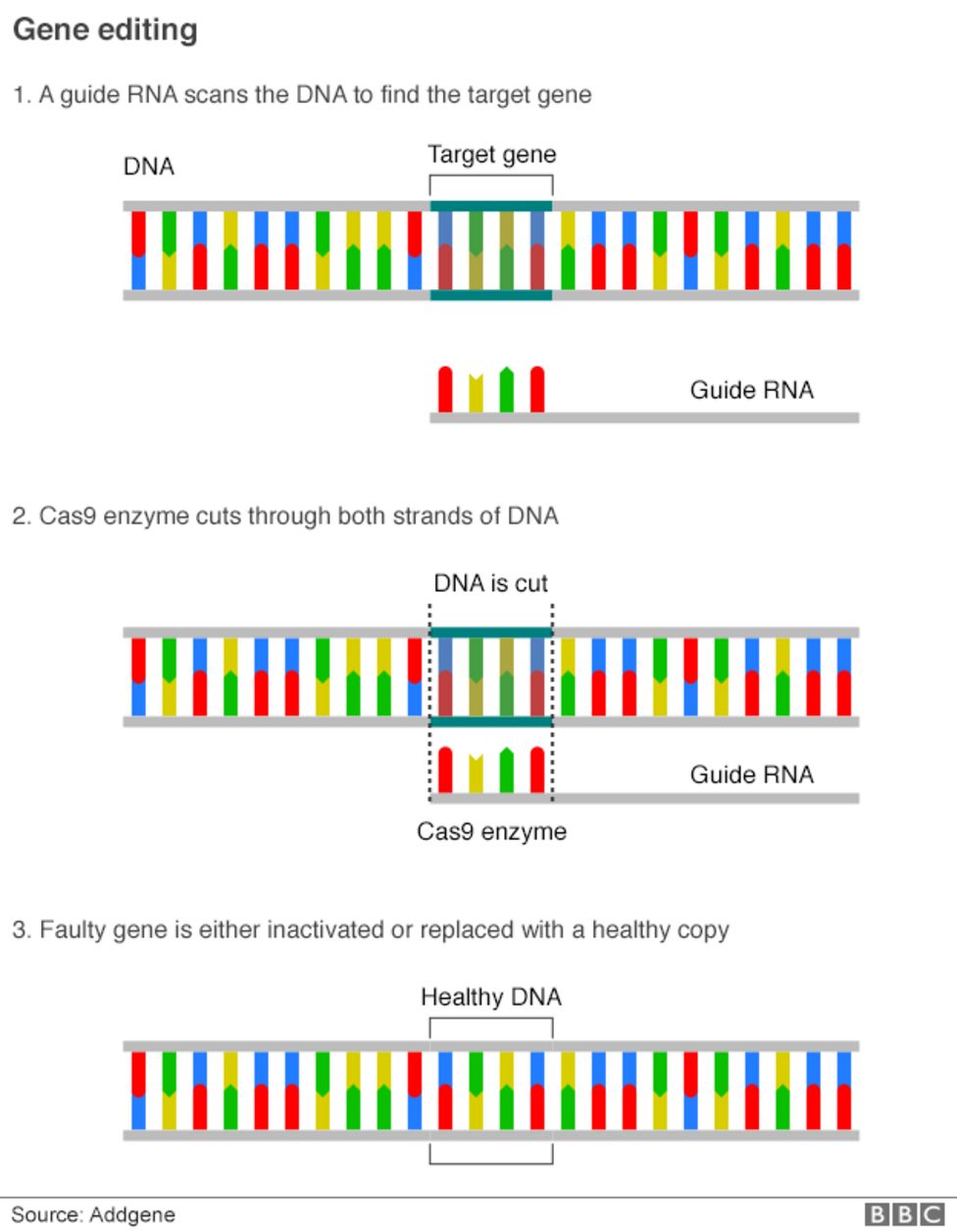 The promise of gene editing - BBC News