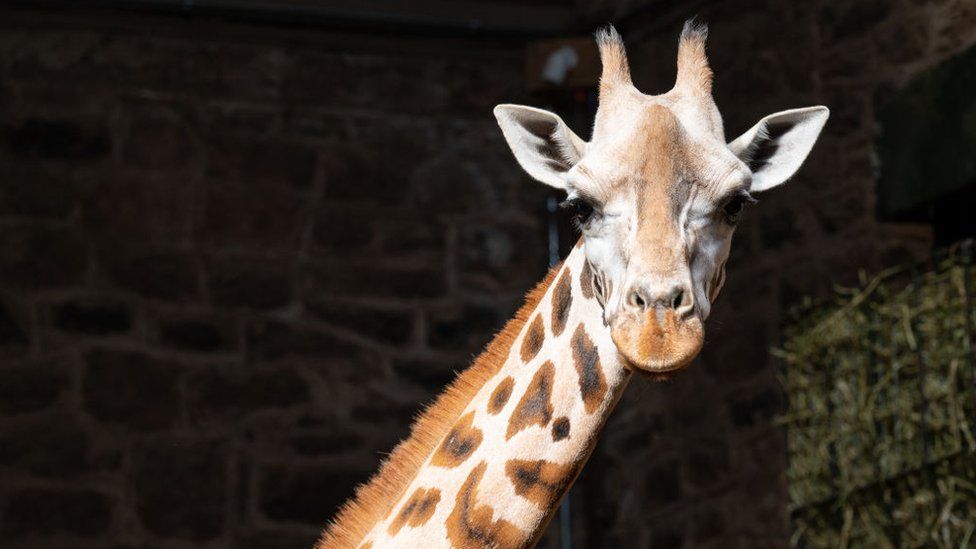 Animals: Meet the super cute new babies born at zoos this summer - BBC ...