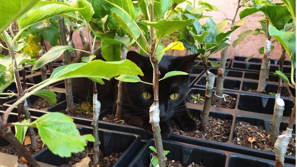 Ateb y Galw: Sam Robinson - BBC Cymru Fyw