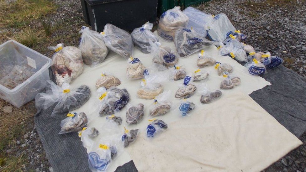 27 neidr wedi eu gadael ar ochr ffordd yn Sir Benfro - BBC Cymru Fyw