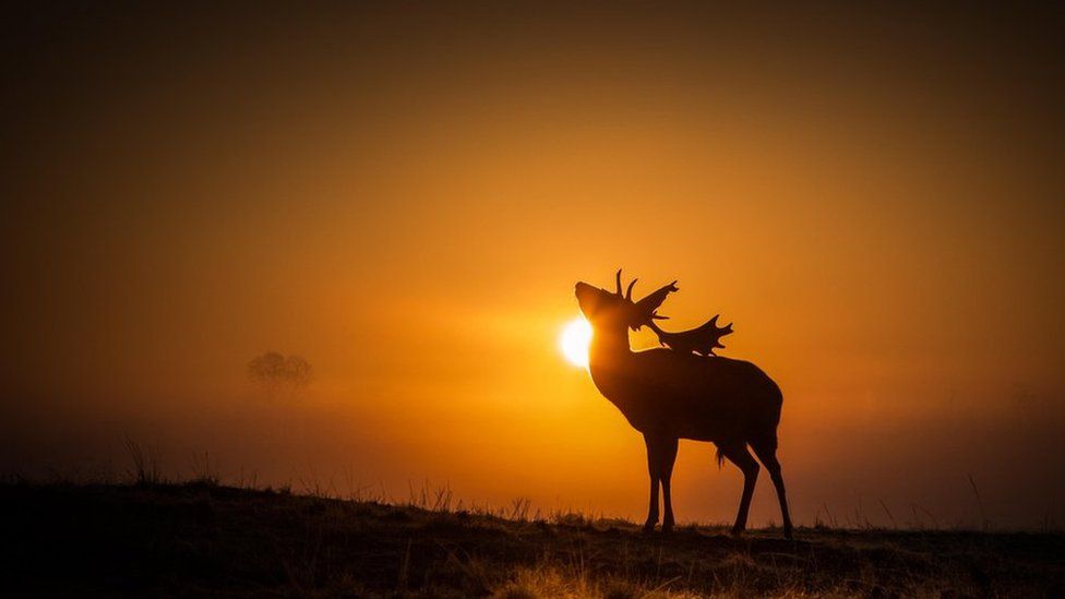 Top five 'animals in weather' - BBC Weather