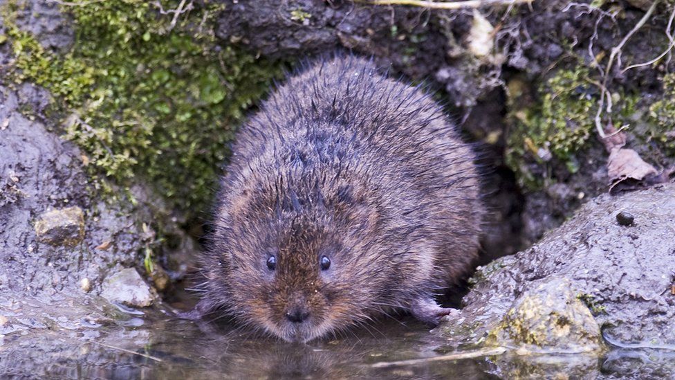 Water voles discovered in Lincolnshire - BBC Newsround