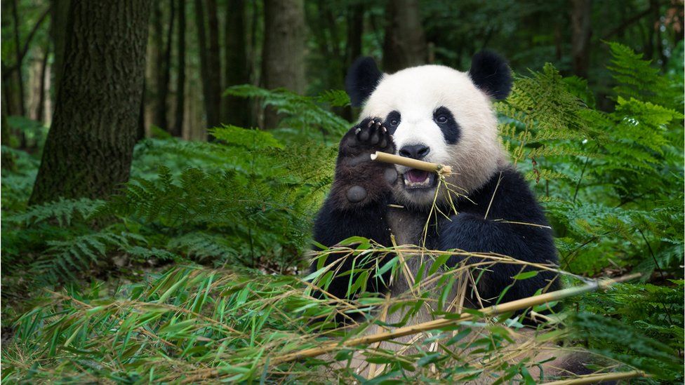 Pandas: How do they stay healthy on a diet of bamboo leaves? - BBC ...