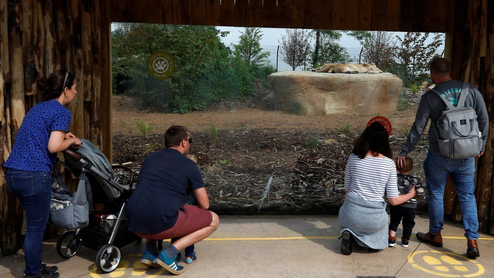 Coronavirus: Zoos reopen with 'unprecedented' ticket demand - BBC News