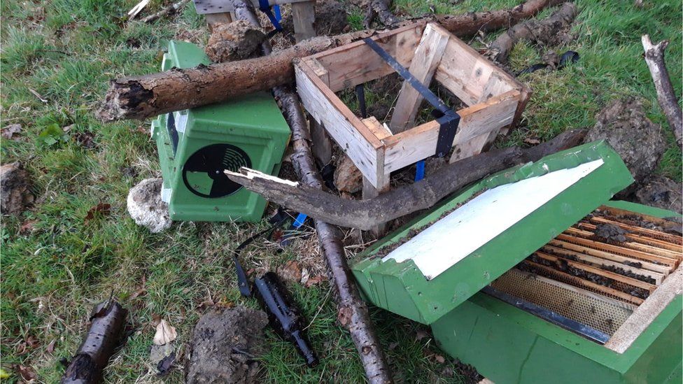 West End hive vandals kill thousands of bees, says keeper - BBC News