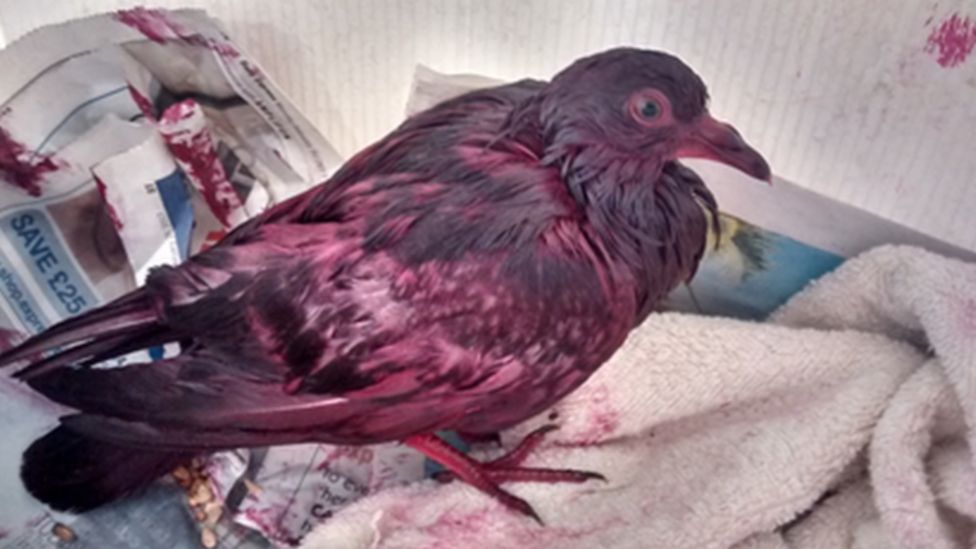 Mystery pink pigeon baffles locals in Bury town centre - BBC News