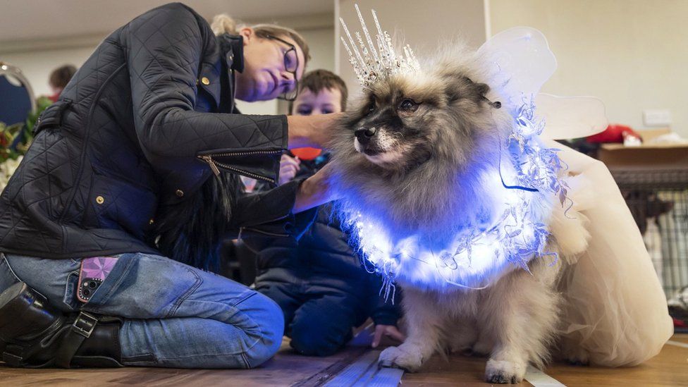Dogs parade in Scrooge-themed pooch pageant in Leeds - BBC News