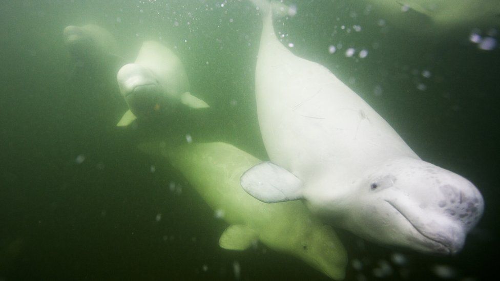 Nova Scotia sanctuary for captive whales to open 2023 - BBC Newsround