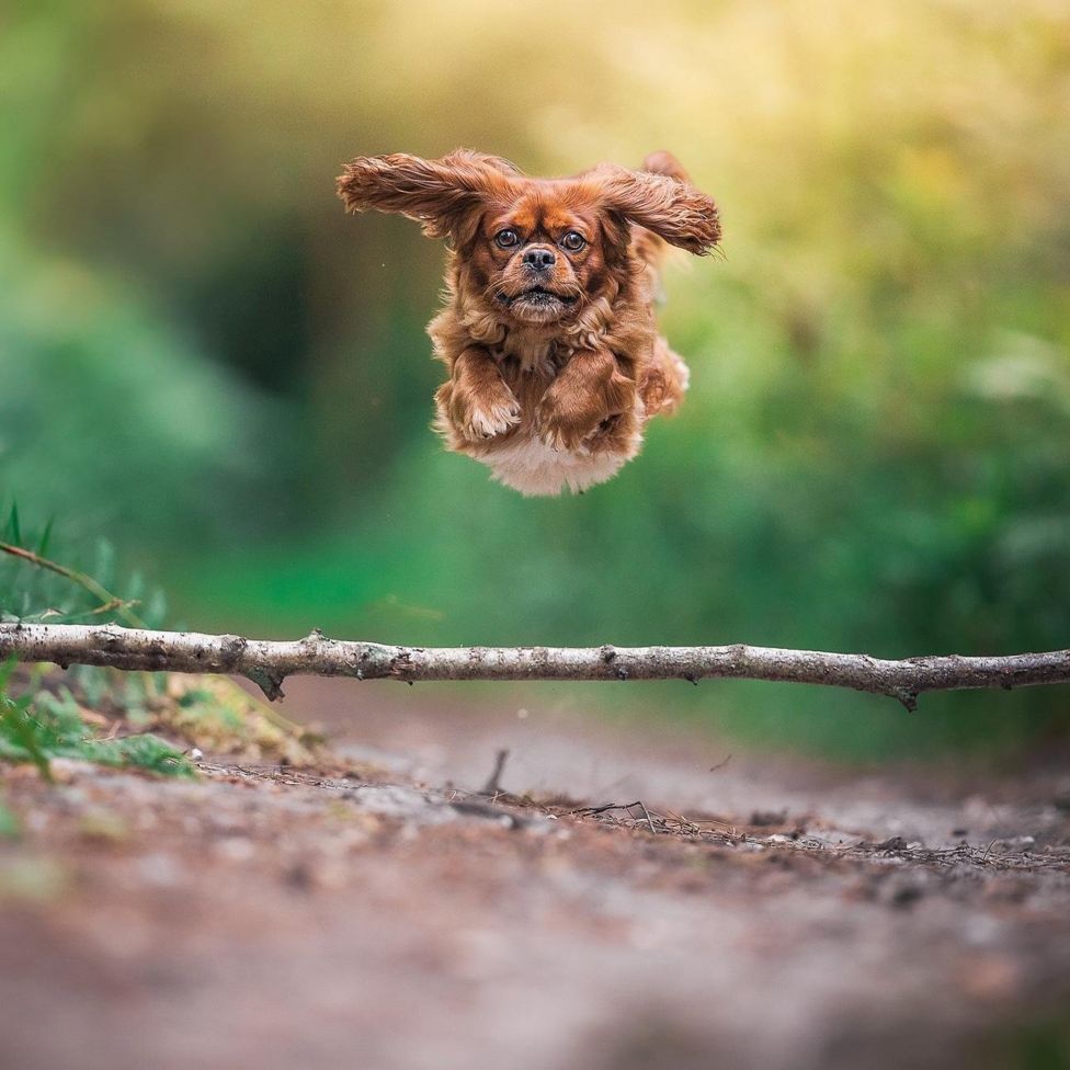 LCE photographer of the year 2024: Anti-gravity dog and thirsty wasps ...
