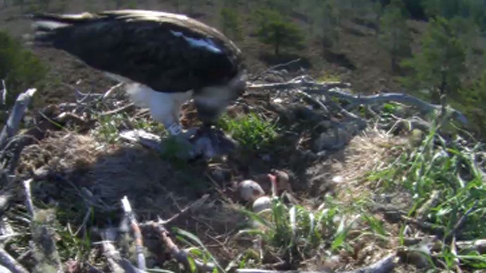 Osprey chick at RSPB Scotland's Loch Garten reserve - BBC News