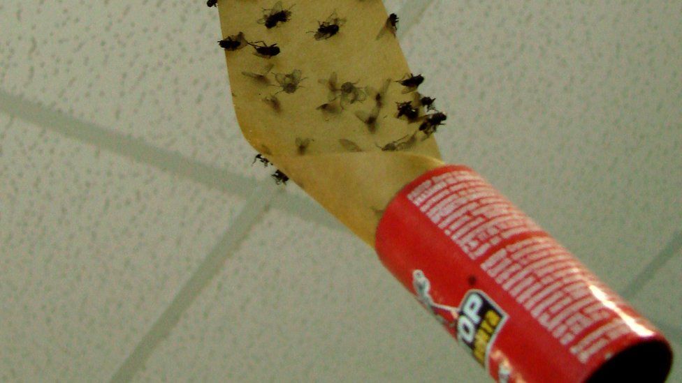 Plagues of pests: When the bug population explodes - BBC News