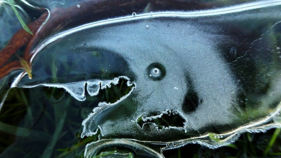 Highlands photographer's humorous finds in snow and ice - BBC News