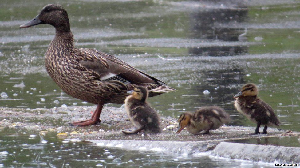 An animal for all seasons - BBC Weather
