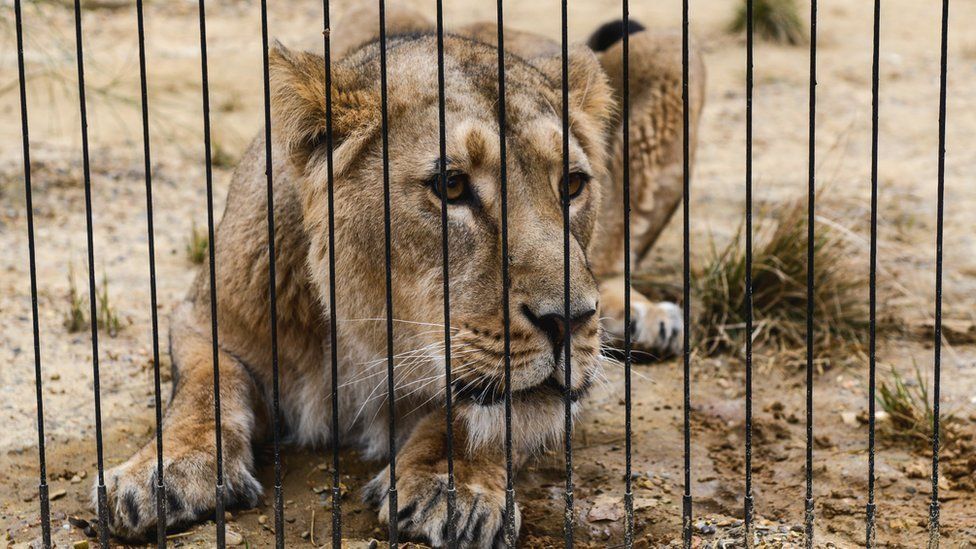 In pictures: The Queen opens London Zoo's new lion enclosure - BBC News