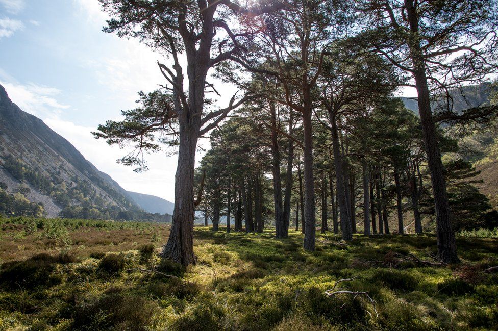 In pictures: The Caledonian Forest - BBC News