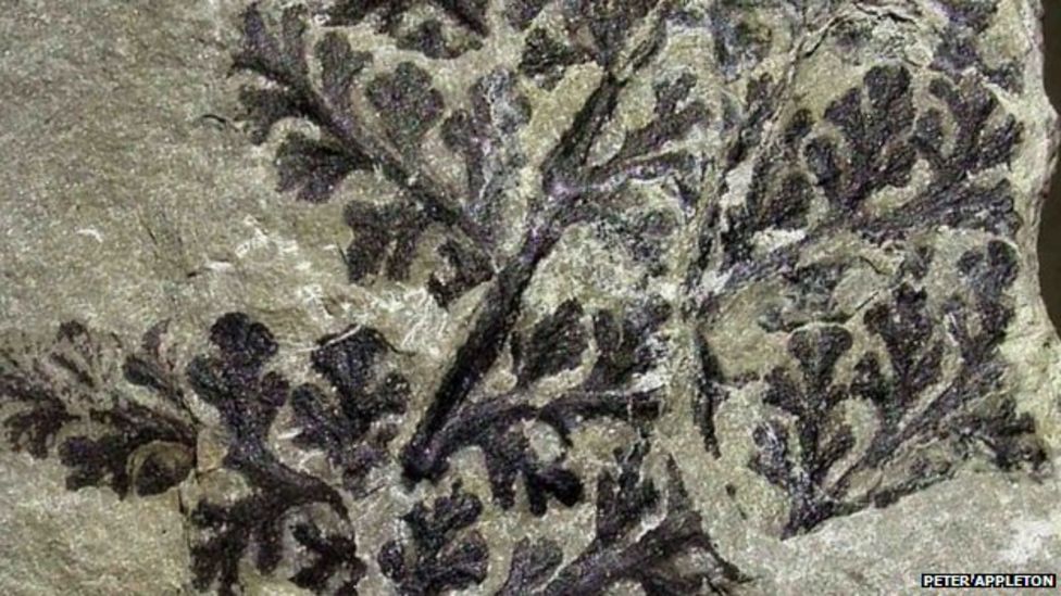 Brymbo's fossil forest given SSSI protected status - BBC News