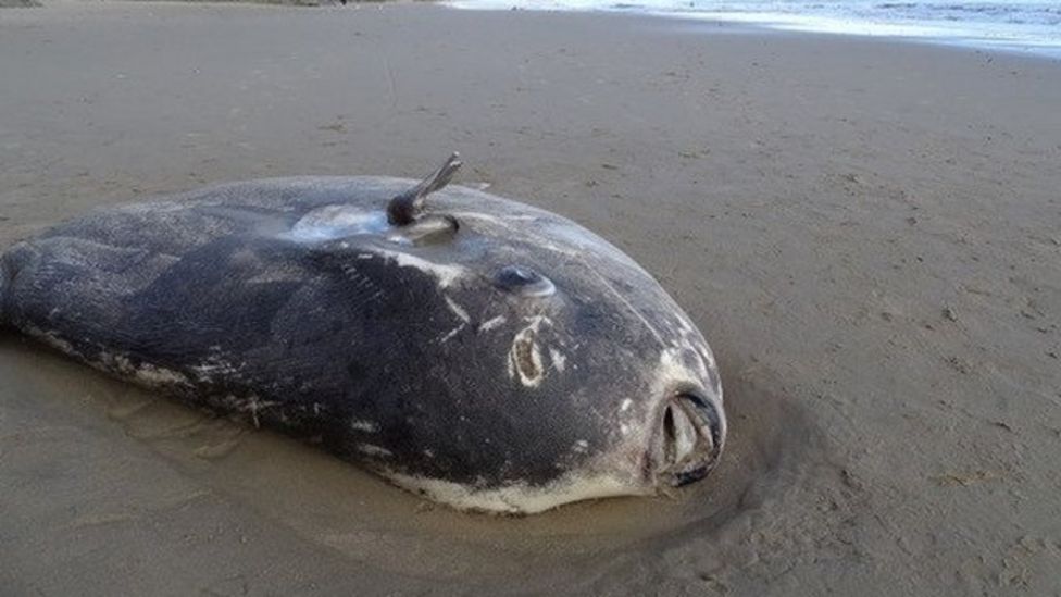 Giant sunfish washes up on beach in South Australia - BBC News