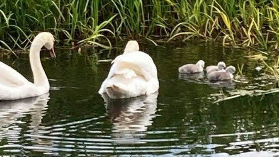 Swan shot in canal attack starts family with new mate - BBC News