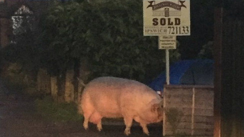 Ipswich 'pigsty' pig house back on market - BBC News
