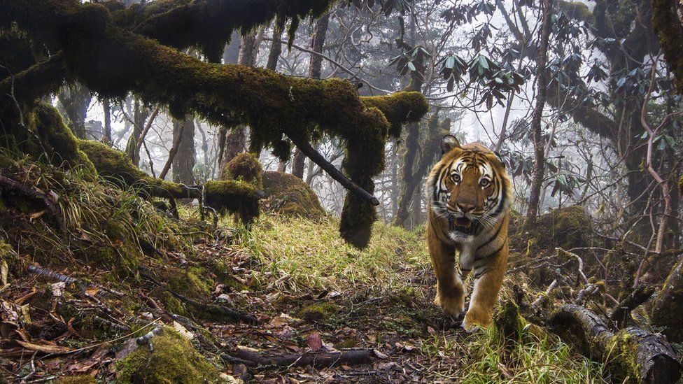 Super rare tigers photographed in the wild - BBC Newsround