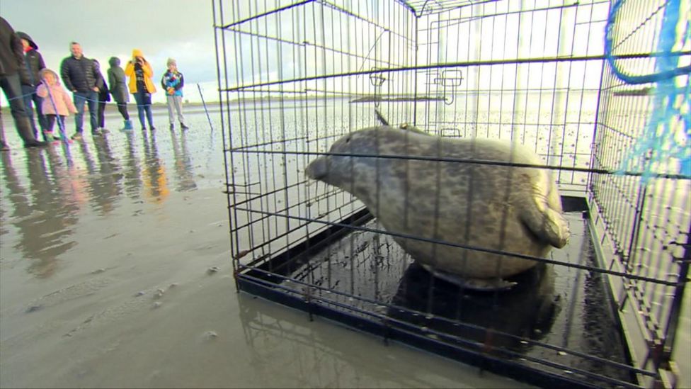 Seal cull 'not best solution' to boost fish stock - BBC News