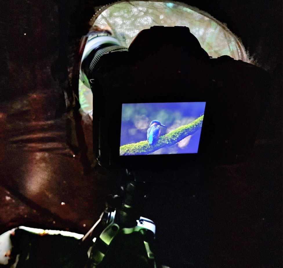 Oriel: Bywyd gwyllt Cwm Elan - BBC Cymru Fyw