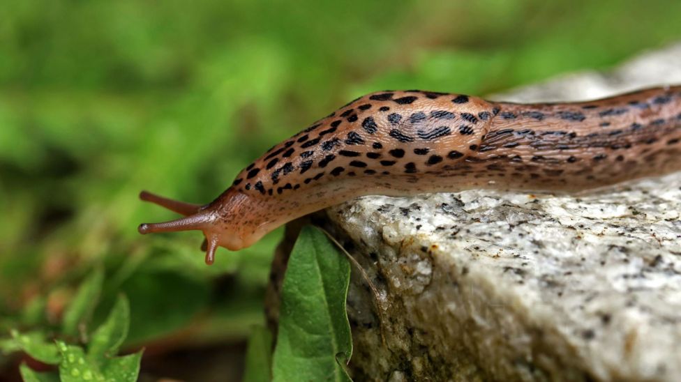 Forget snail mail, scientists want people to post slugs - BBC Newsround