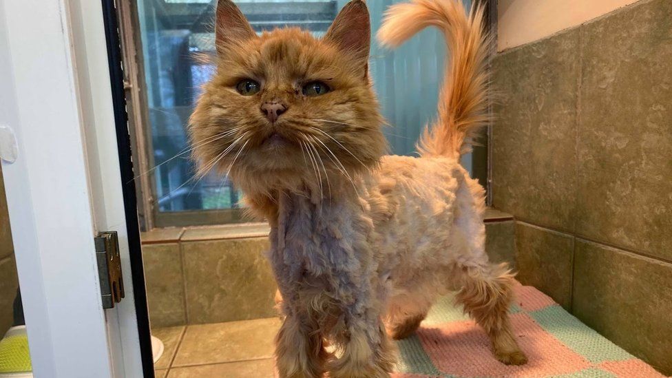 Drowning Doncaster cat saved after being thrown from car - BBC News