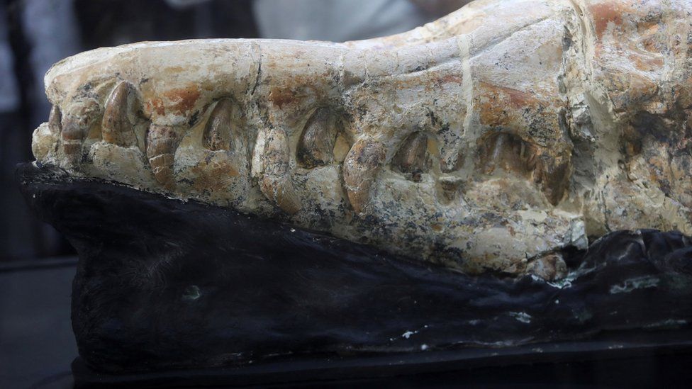 Marine monster skull discovered in Peru - BBC Newsround