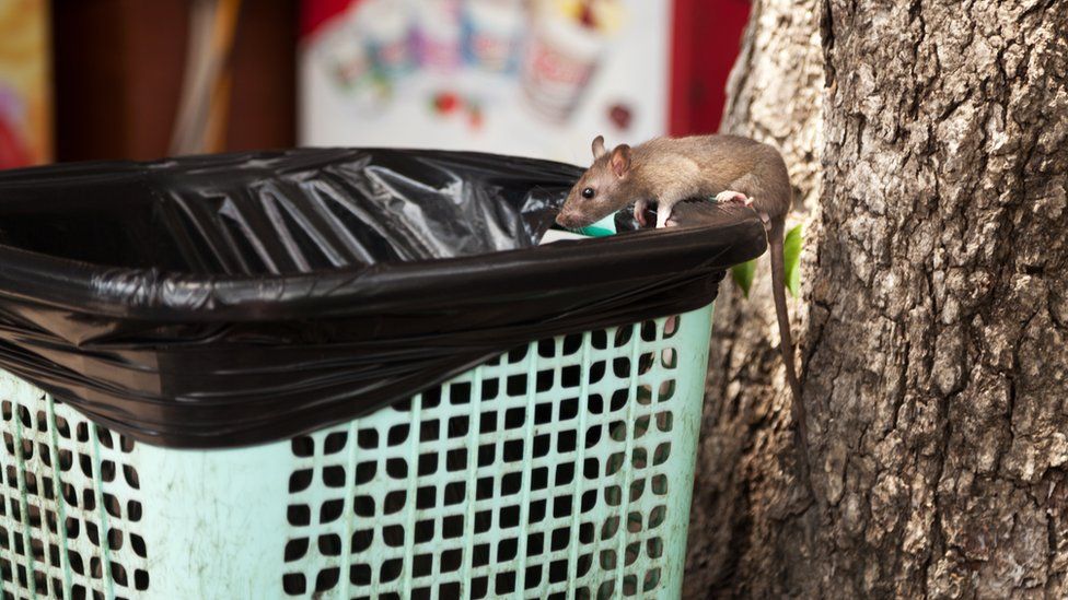 Are more rats coming out to play? - BBC Newsround