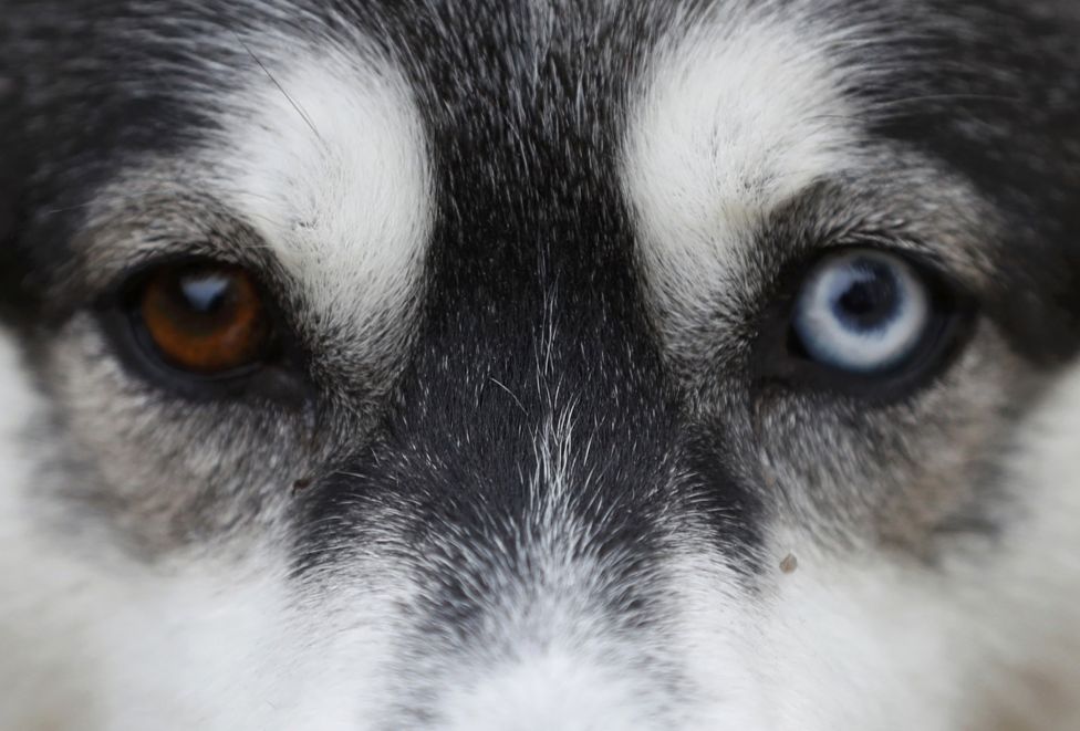 Mush puppies: Teams gather for Aviemore Sled Dog Rally - BBC News