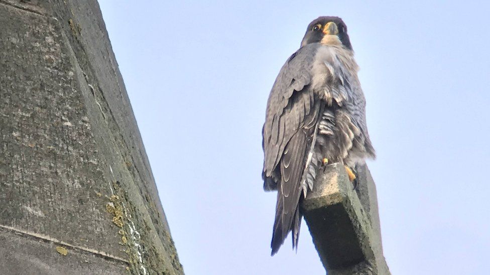 Second Leicester Cathedral peregrine falcon found dead - BBC News
