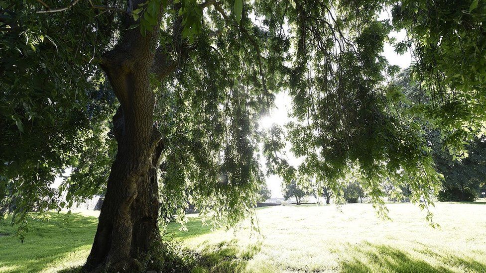 Armada sailor tree among Northern Ireland's top six - BBC News
