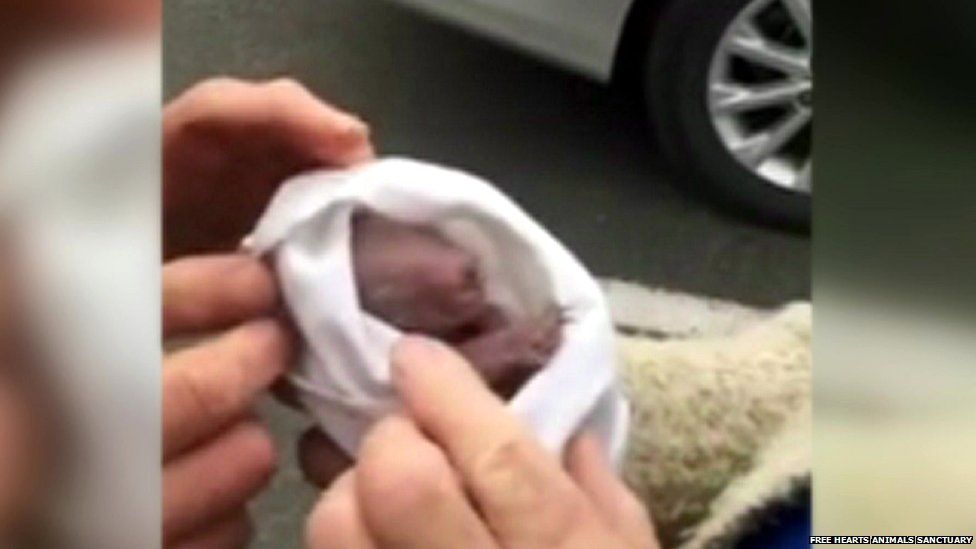 Rare northern hair-nosed wombat born in Australia - BBC News