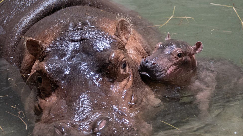 Zoos: Should large animals be kept in zoos? - BBC Newsround
