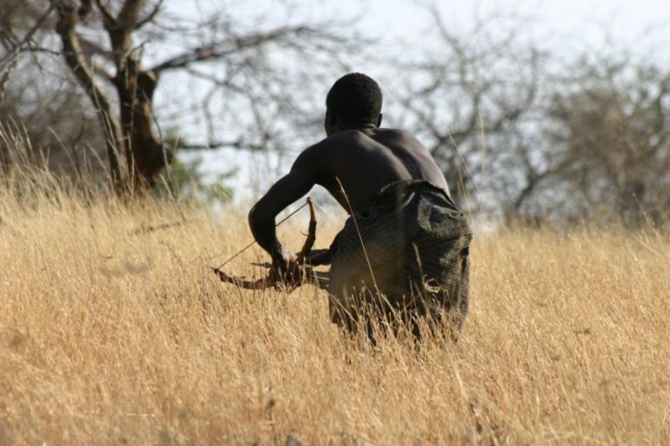 Humans, mammals and birds share key behaviours, according to new study ...